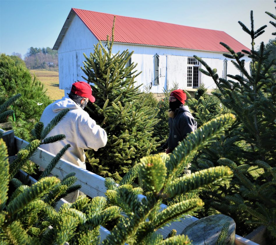 Sales Surge at Local Tree Farms | News, Sports, Jobs - The Intelligencer